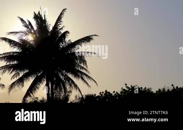 Shady palm trees Stock Videos & Footage - HD and 4K Video Clips - Alamy