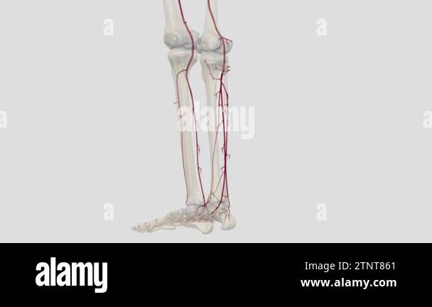 The three arteries of the lower leg are the peroneal artery, anterior ...