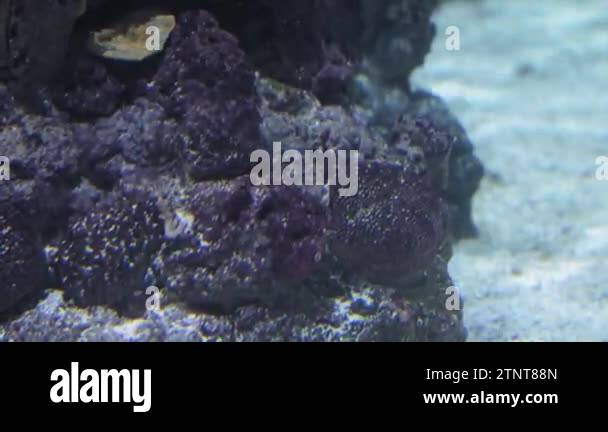 Dotted fish Stock Videos & Footage - HD and 4K Video Clips - Alamy
