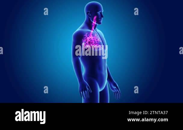 Trachea with Body anterior view Stock Video Footage - Alamy