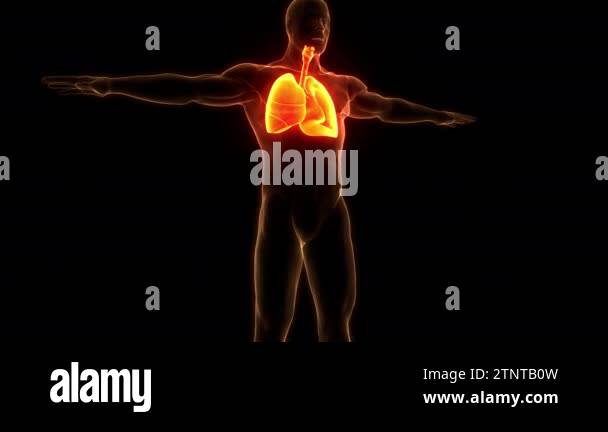 Human Respiratory System Lungs Anatomy Animation Concept. 3D Stock ...