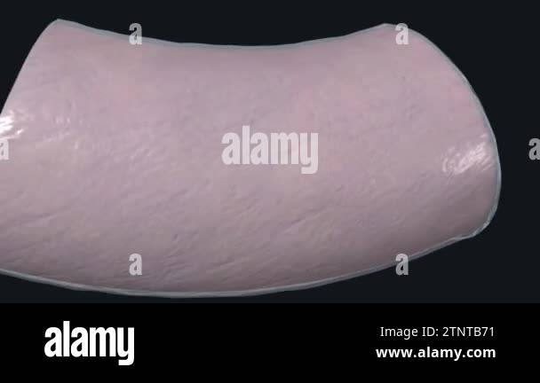 How to fight germs Stock Videos & Footage - HD and 4K Video Clips - Alamy