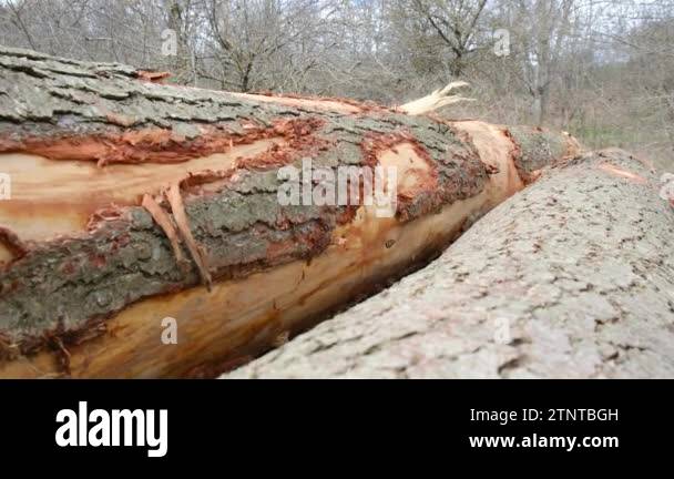 View of deforestation and illegal logging in forest. Cutting trees ...