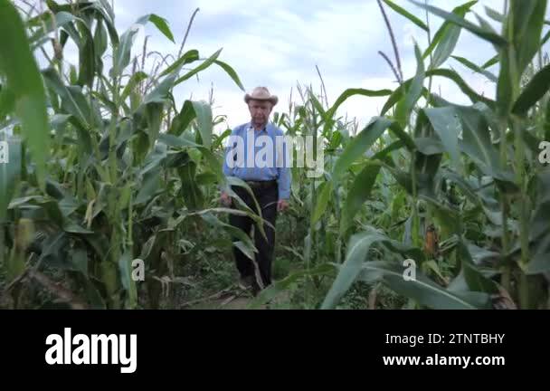 Elderly Farmer In A Cowboy Hat Goes Through the Corn Field, Front View ...