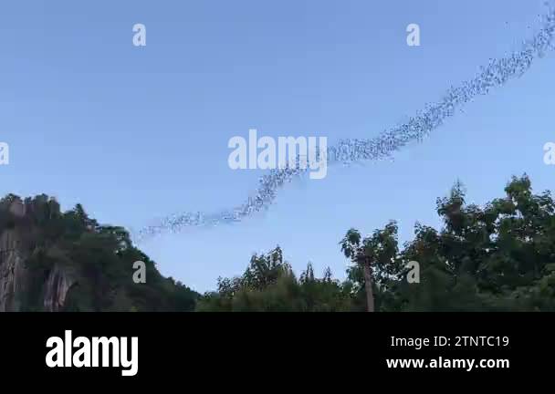 Cave insects Stock Videos & Footage - HD and 4K Video Clips - Alamy