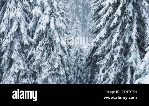 Frosty mountainscape evergreen forest showcasing serene beauty of ...