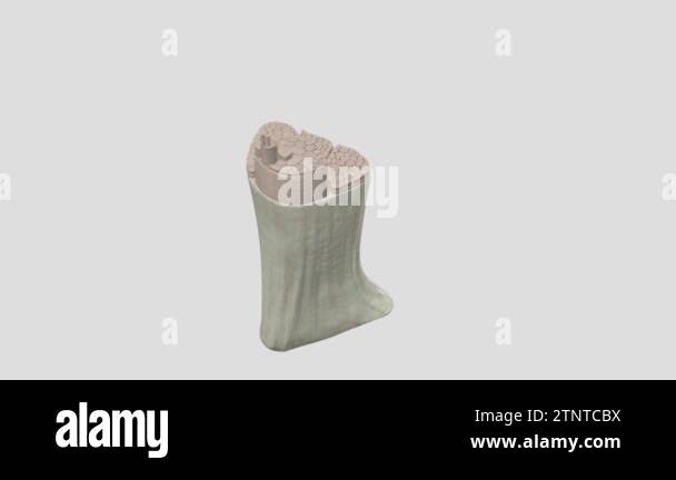 Tissue of the tendon Stock Videos & Footage - HD and 4K Video Clips - Alamy