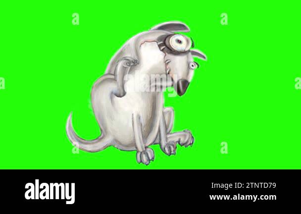 Angry bull terrier Stock Videos & Footage - HD and 4K Video Clips - Alamy