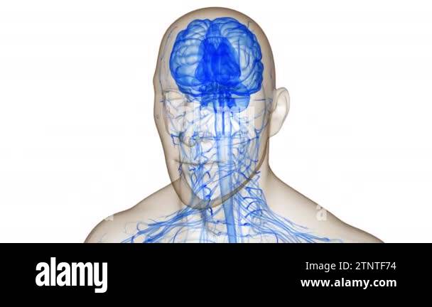 Central Organ of Human Nervous System Brain Anatomy Animation Concept ...