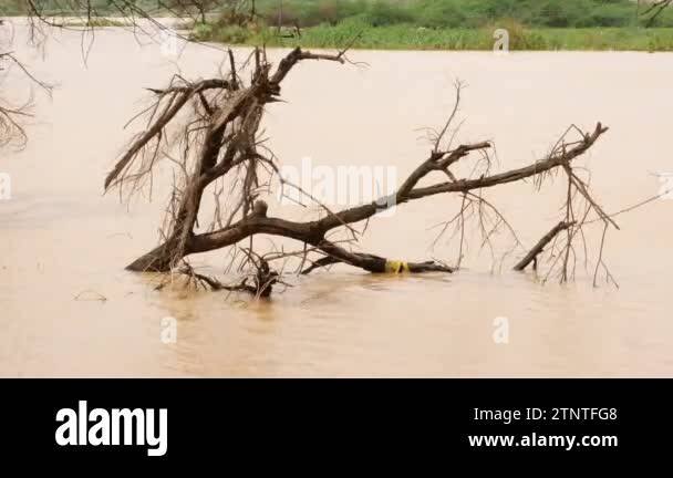 Drowned tree Stock Videos & Footage - HD and 4K Video Clips - Alamy