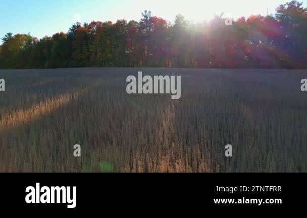Field of soybean before harvest. Inspection of dry soy at agriculture ...