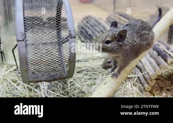 Laboratory rats cage Stock Videos & Footage - HD and 4K Video Clips - Alamy