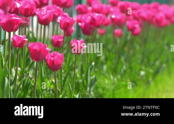 Pink tulips bloom in spring. Blur bokeh. Tulip flower nature. Floral background. Botanical ...