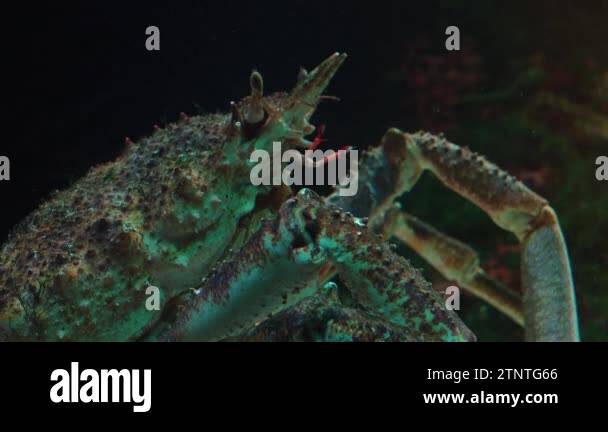 The Japanese spider crab is the largest living crab species, ultra hd ...