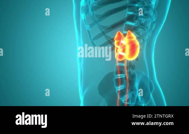 Male Urinary System with Reproductive System Anatomy Animation Concept ...