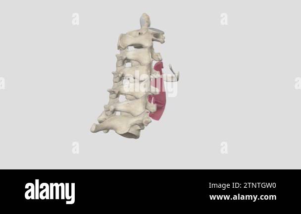 The mucosa form two pairs of folds, false and true vocal cords, which ...