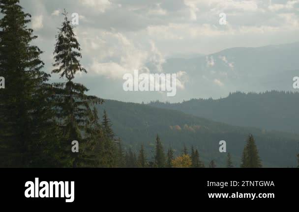 beautiful Misty foggy landscape with dark forest on mountain among low clouds. Gloomy ...