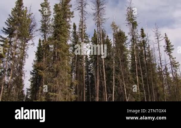 Pan forest Stock Videos & Footage - HD and 4K Video Clips - Alamy