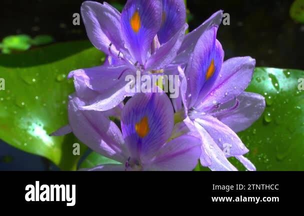 Invasive flower species Stock Videos & Footage - HD and 4K Video Clips ...