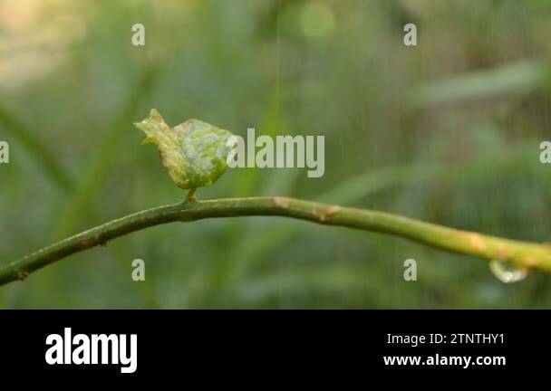 Curve leaf Stock Videos & Footage - HD and 4K Video Clips - Alamy