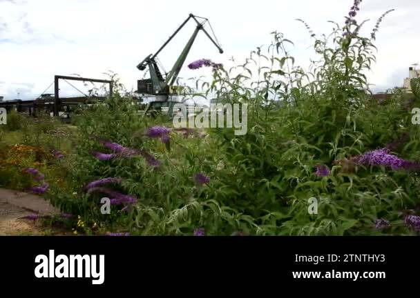 Crane on waste land port to lift heavy loads. Tracking shot right to ...