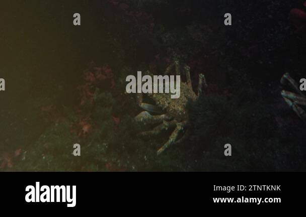 The Japanese spider crab is the largest living crab species, ultra hd ...