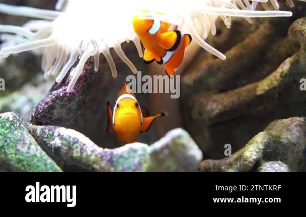 Large scale oceanarium of marine life with many species of underwater ...