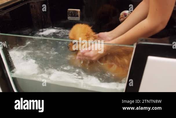 Woman cares dog grooming Stock Videos & Footage - HD and 4K Video Clips ...