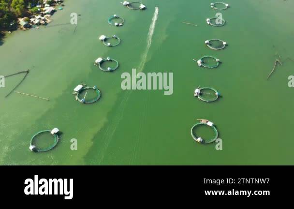 Fish farm with cages for fish and shrimp. Fish ponds for bangus ...