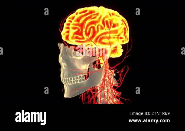Central Organ of Human Nervous System Brain Anatomy Animation Concept ...