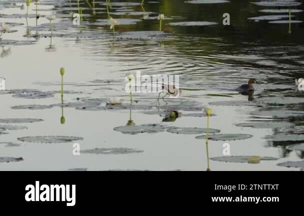 Foraging in a nature reserve Stock Videos & Footage - HD and 4K Video ...