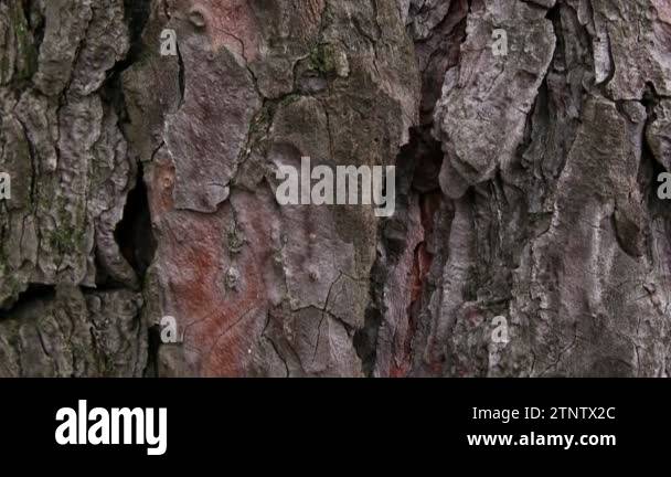 Knotted bark Stock Videos & Footage - HD and 4K Video Clips - Alamy
