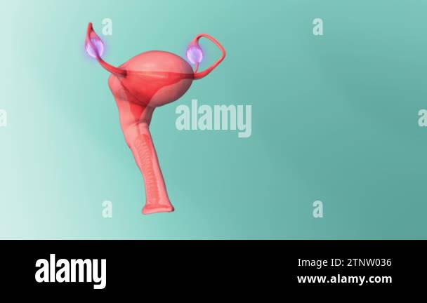 Ovaries in the female reproductive system Stock Video Footage - Alamy