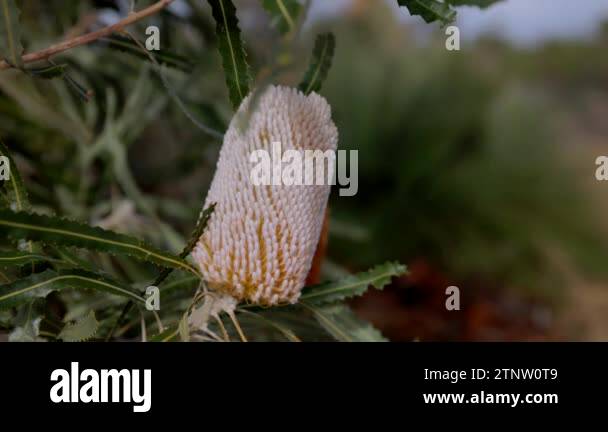National flower of australia Stock Videos & Footage - HD and 4K Video ...
