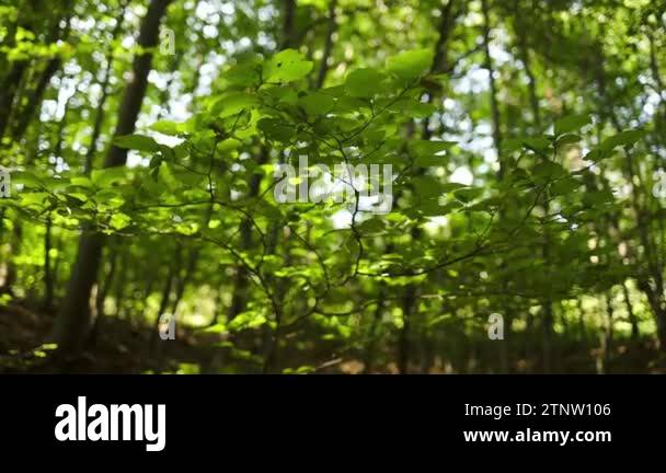 Sun getting through trees foliage. Beautiful nature view of green leaf ...