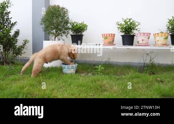 See through pot Stock Videos & Footage - HD and 4K Video Clips - Alamy