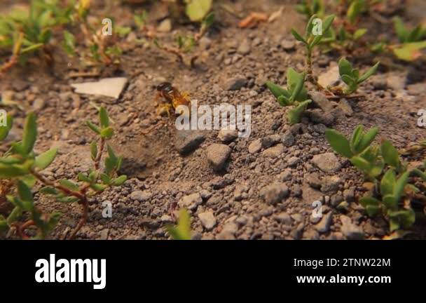 European beewolf (Philanthus triangulum). It's also called Bee-wolf or ...