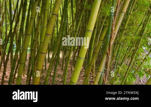 Bamboo forest on Bali. Jungle of bamboo trees in tropical Ubud, Bali ...