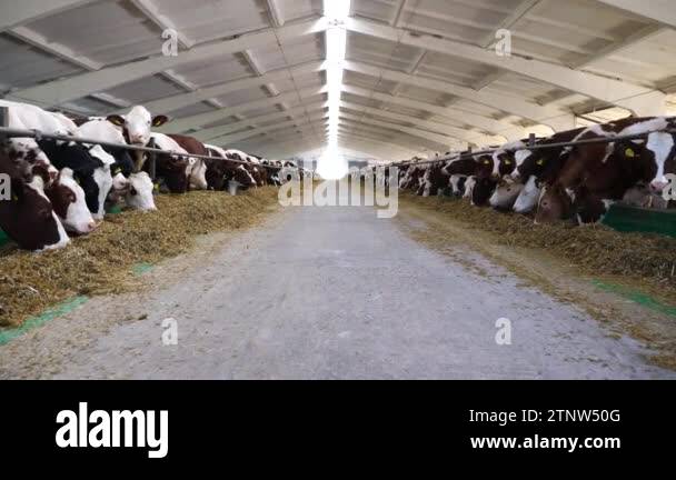 Camera moving along path on cowshed with cattle which eating hay. Long ... Camera moving along path on cowshed with cattle which eating hay. Long ...