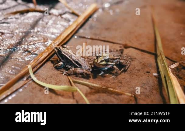 Portrait two flying frogs Stock Videos & Footage - HD and 4K Video ...