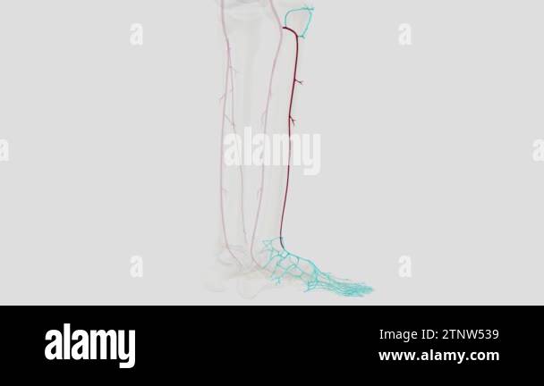 The anterior tibial artery is one of the terminal branches of the ...