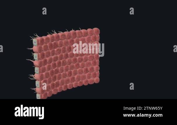 Ependymal cells form a single-layered, ciliated cellular interface that ...