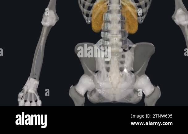 The intertransverse ligaments are weak, sheet-like ligaments ...
