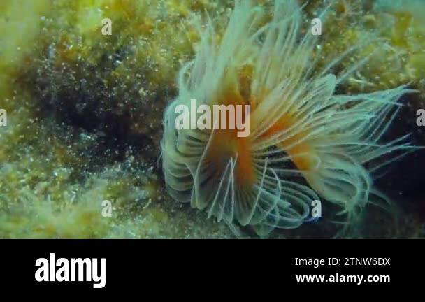 The bright tentacles of Red-spotted horseshoe or Smooth tubeworm ...