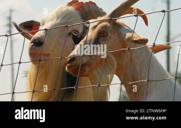 Funny Pair Of Goats With Goatee Shows Their Tongues And Cute Faces While Eating Fresh Vegetables