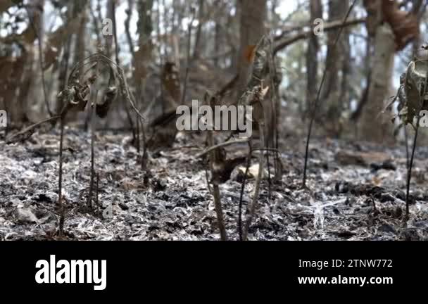 Remnants trees after forest Stock Videos & Footage - HD and 4K Video ...