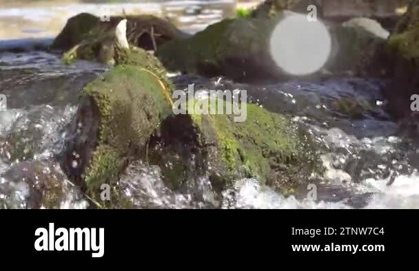 Whirlpool plant Stock Videos & Footage - HD and 4K Video Clips - Alamy