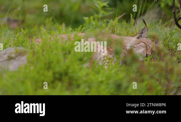A light brown lynx with spots lies on its side with its head on the ...
