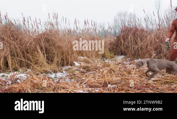 Traditional bird hunting Stock Videos & Footage - HD and 4K Video Clips ...