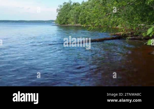 Forest shore of Lake Lososinnoye, Karelia. Taiga ecosystem. Ripples on ...